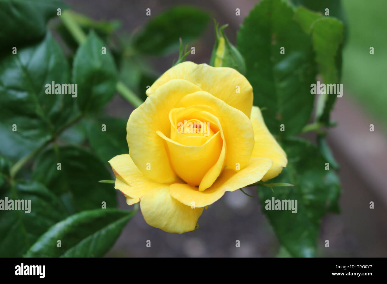 budding yellow English rose in garden Stock Photo - Alamy