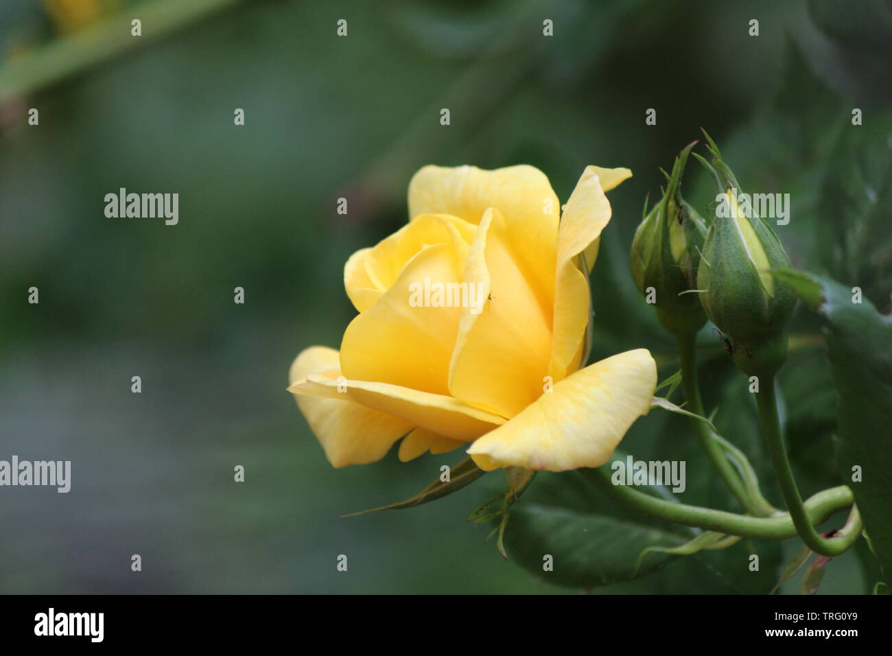 budding yellow English rose in garden Stock Photo - Alamy