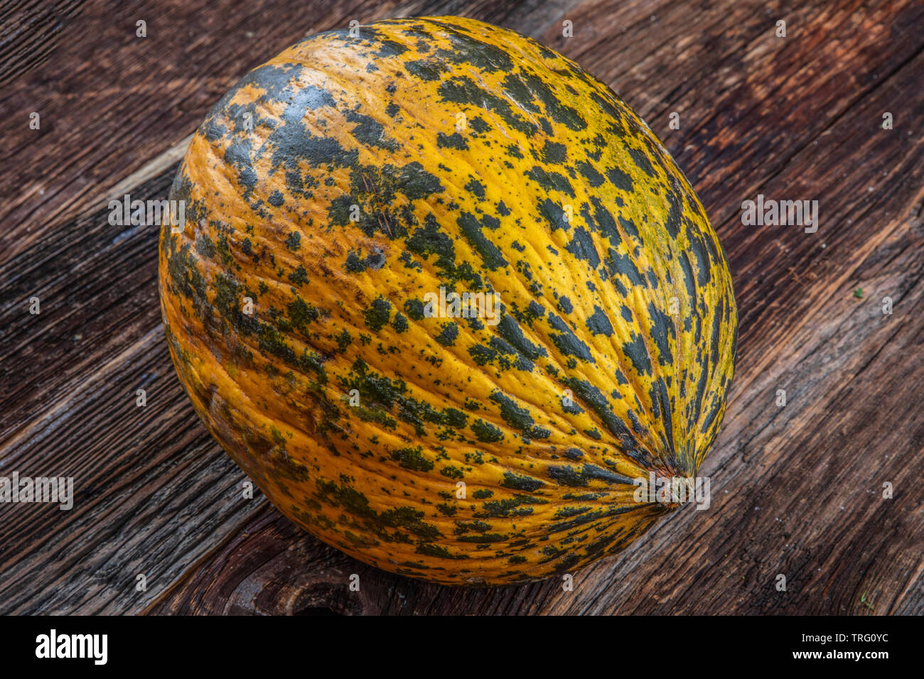 Melon (Kirkagac kavun) in Manisa city of Turkey.Close up on wooden ...