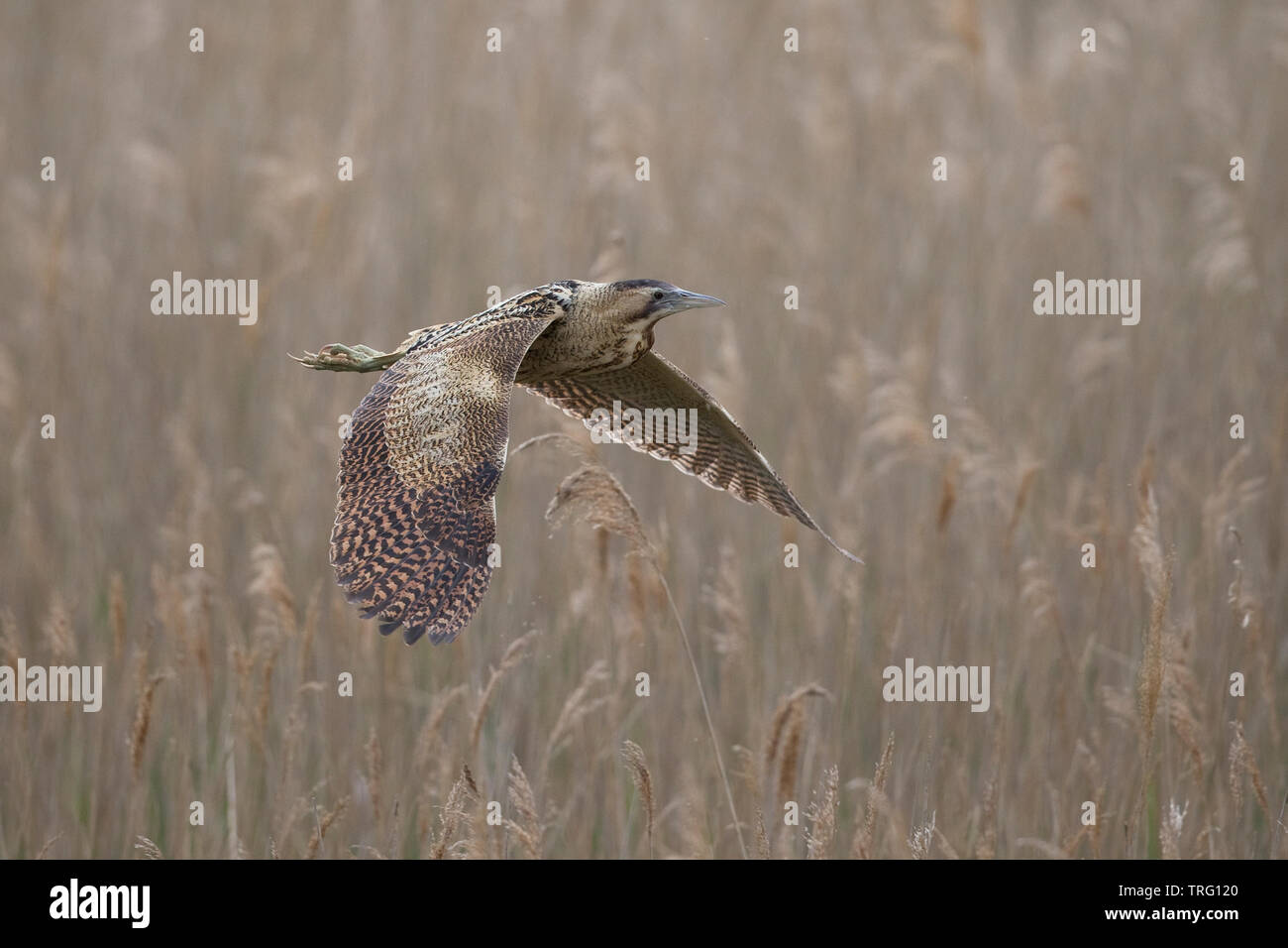 Bittern (Botaurus stellaris Stock Photo - Alamy