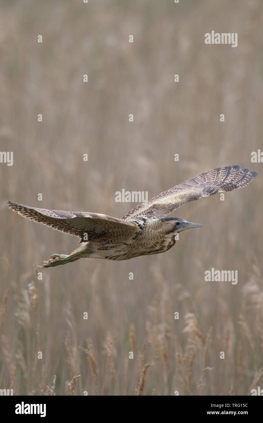 Bittern (Botaurus stellaris Stock Photo - Alamy