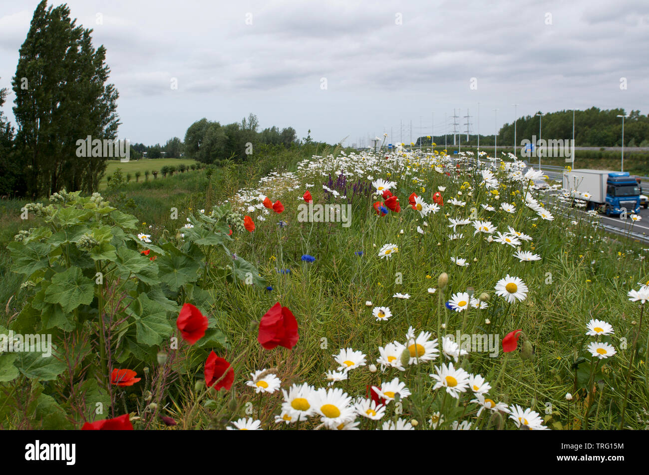 Highway of flowers hi-res stock photography and images - Alamy