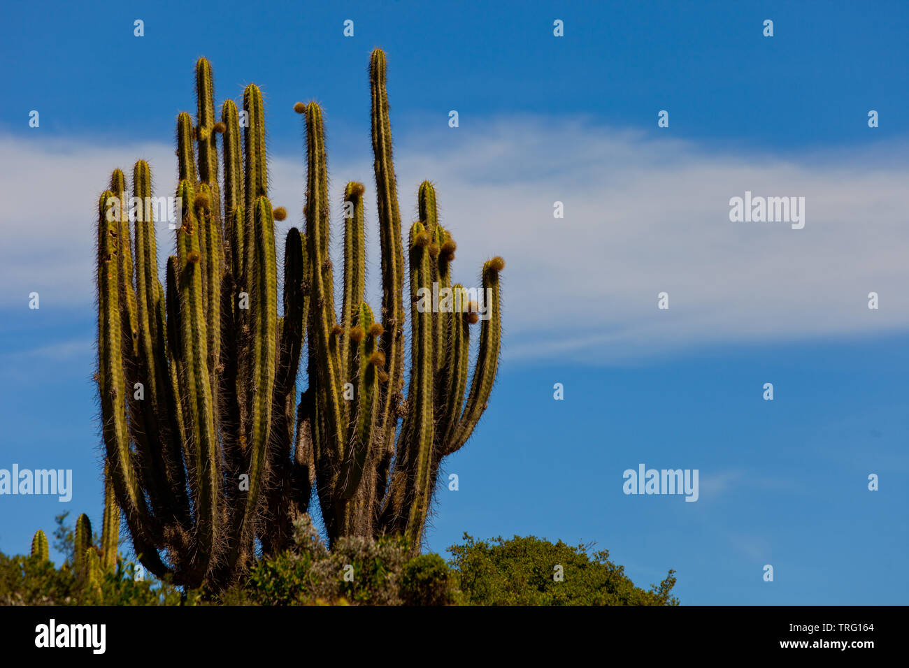 Peruvian Cactus High Resolution Stock Photography and Images - Alamy
