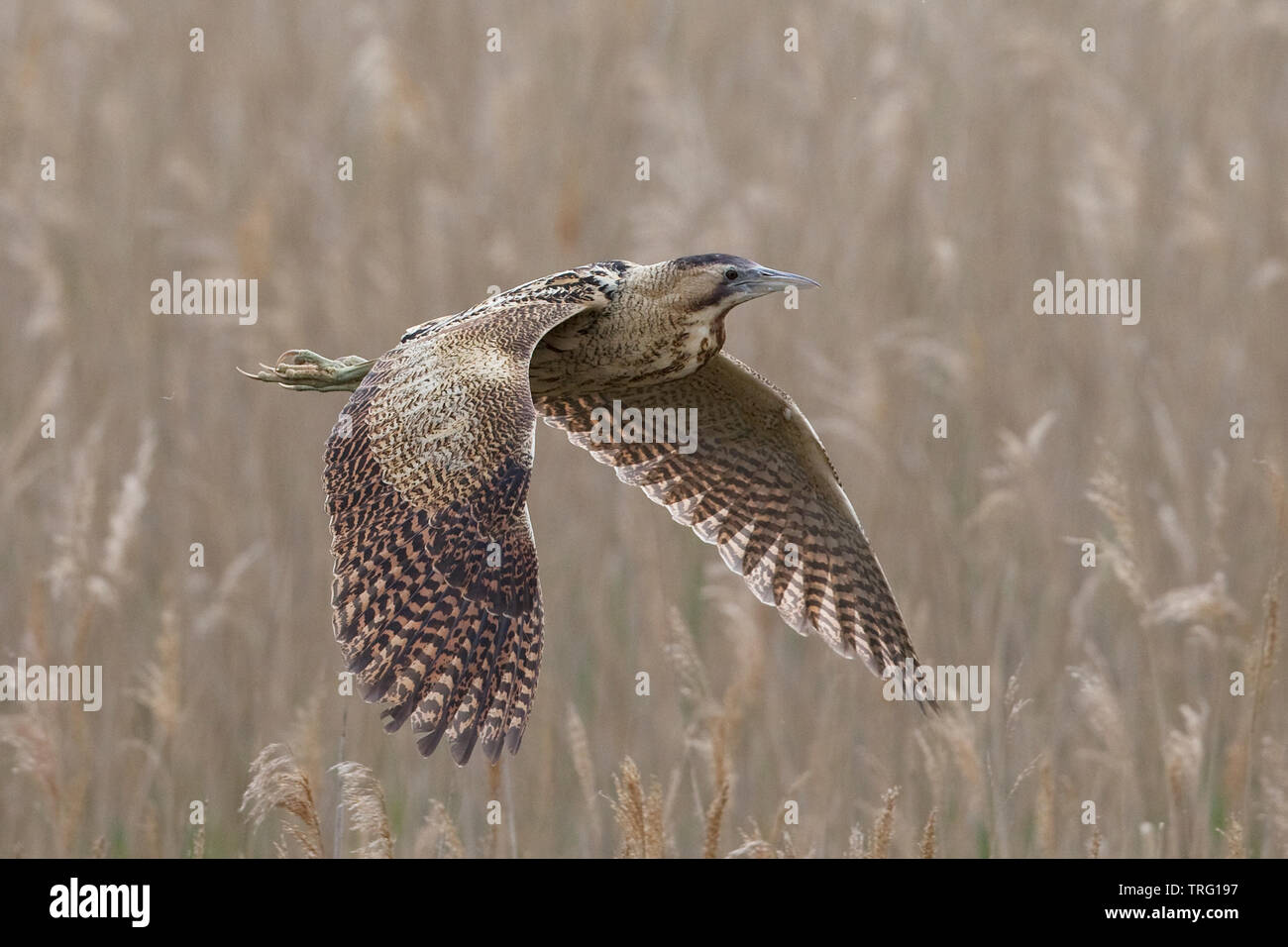 Bittern (Botaurus stellaris Stock Photo - Alamy
