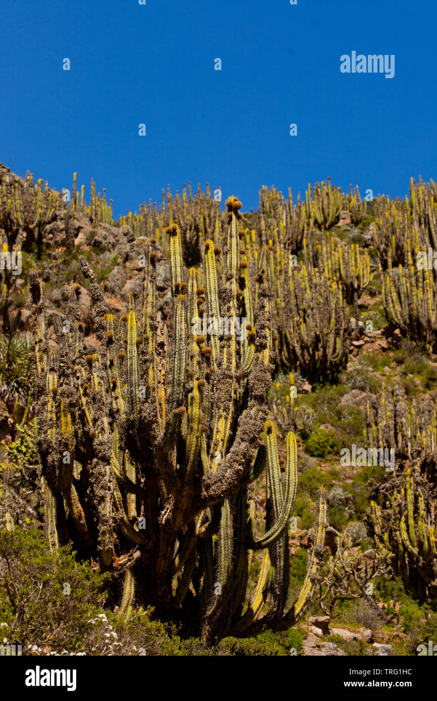 Cactus at Peruvian Andes Stock Photo - Alamy