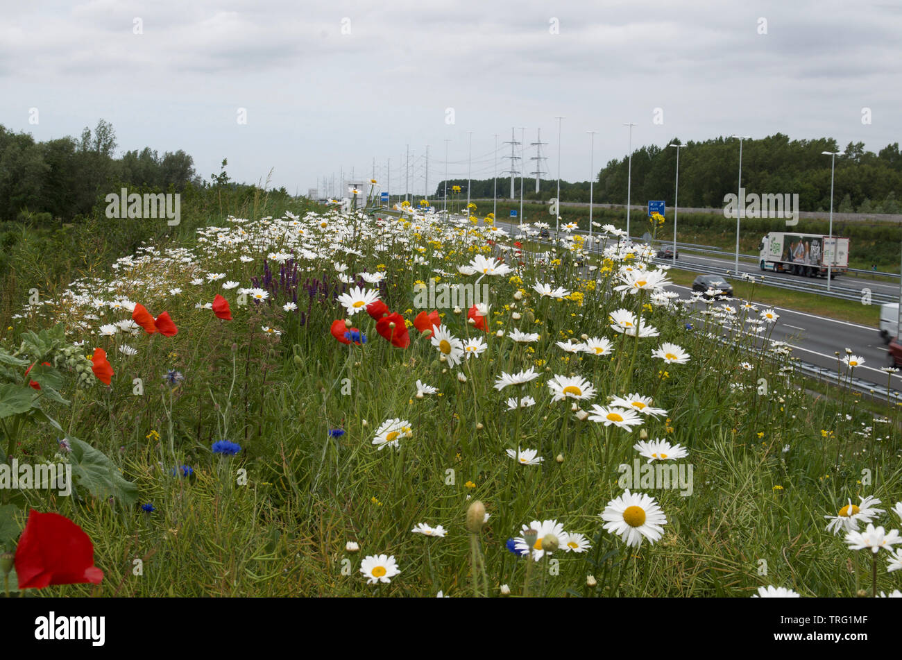 Highway of flowers hi-res stock photography and images - Alamy