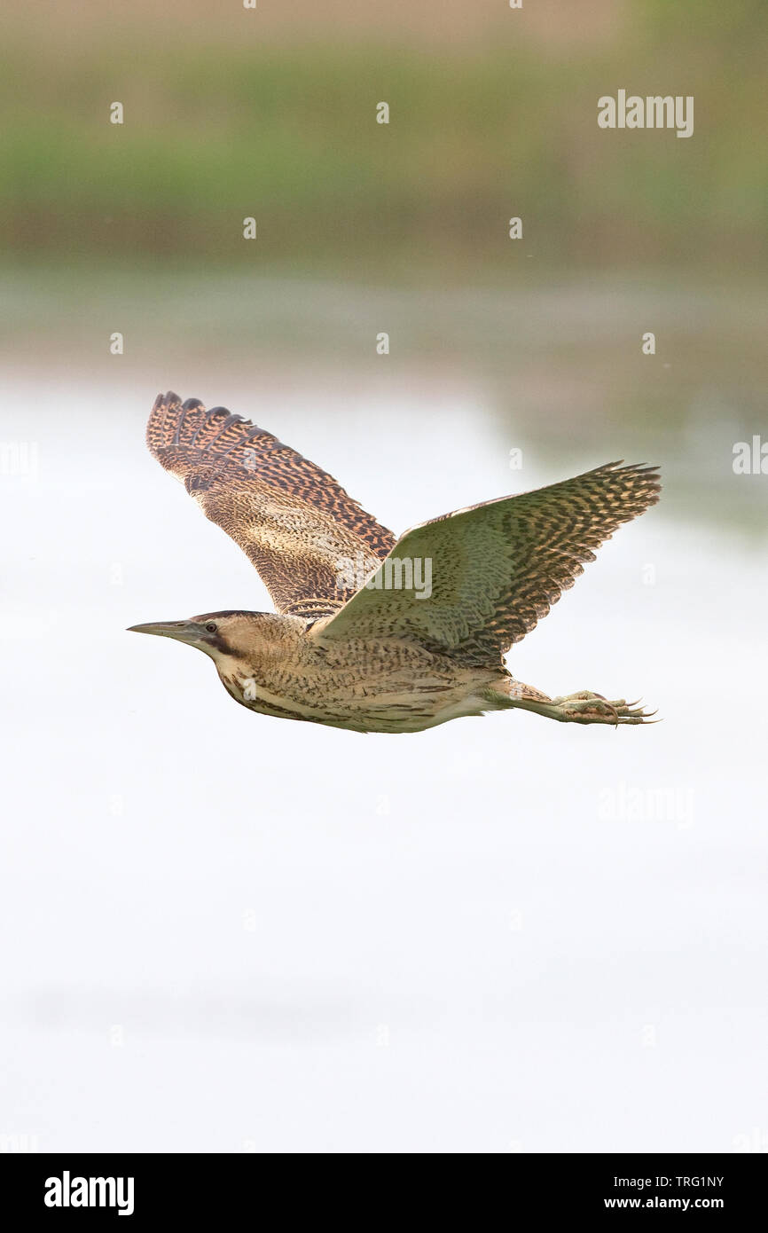 Bittern (Botaurus stellaris Stock Photo - Alamy