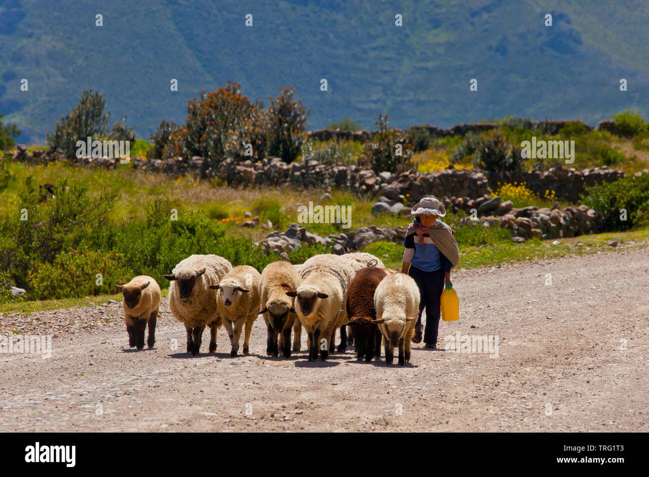 Sheppard and sheep hi-res stock photography and images - Alamy