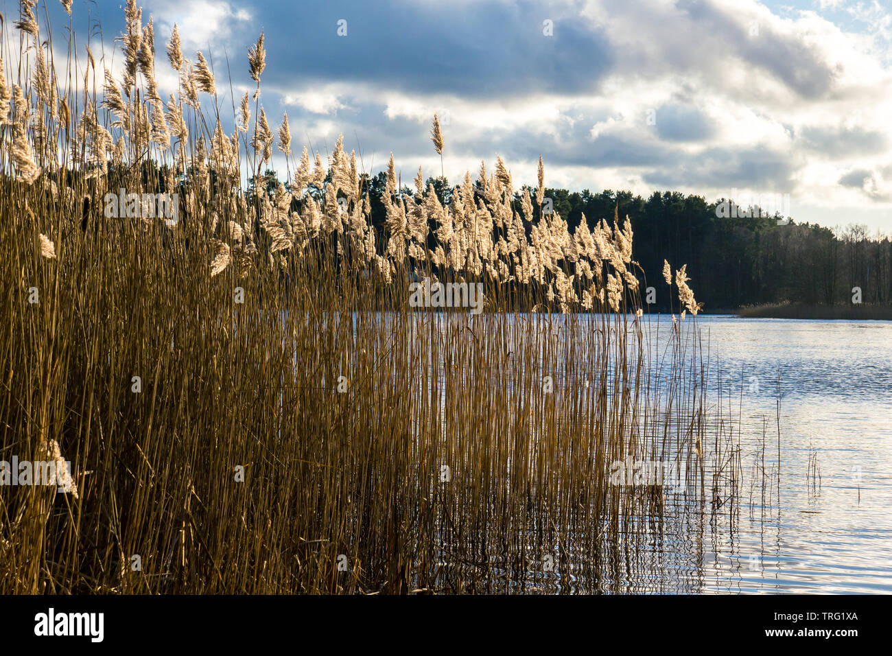 Reed covered lake hi-res stock photography and images - Alamy