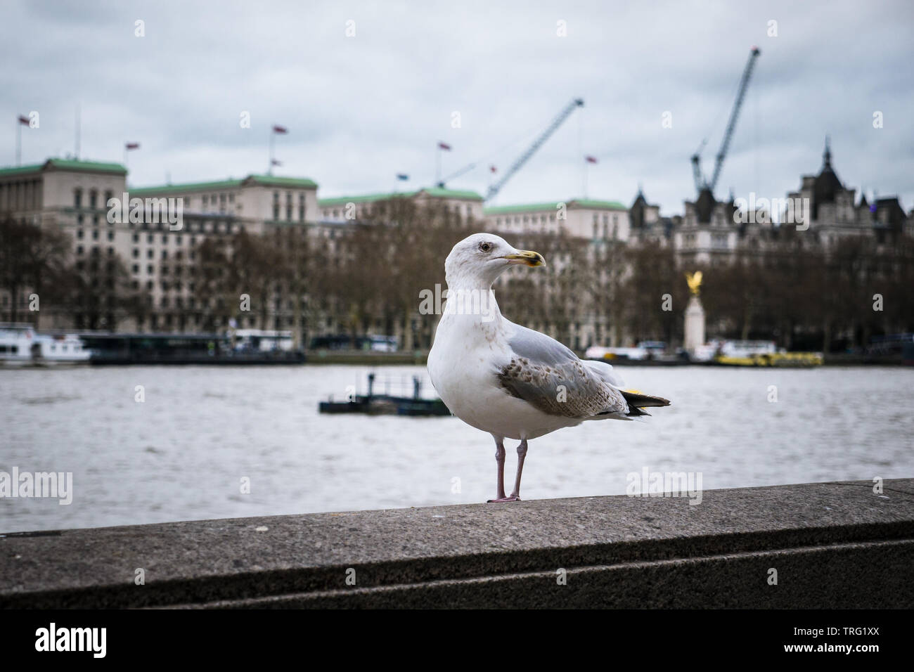 A seagull on a wall at the riverbank of the Thames in London Stock ...
