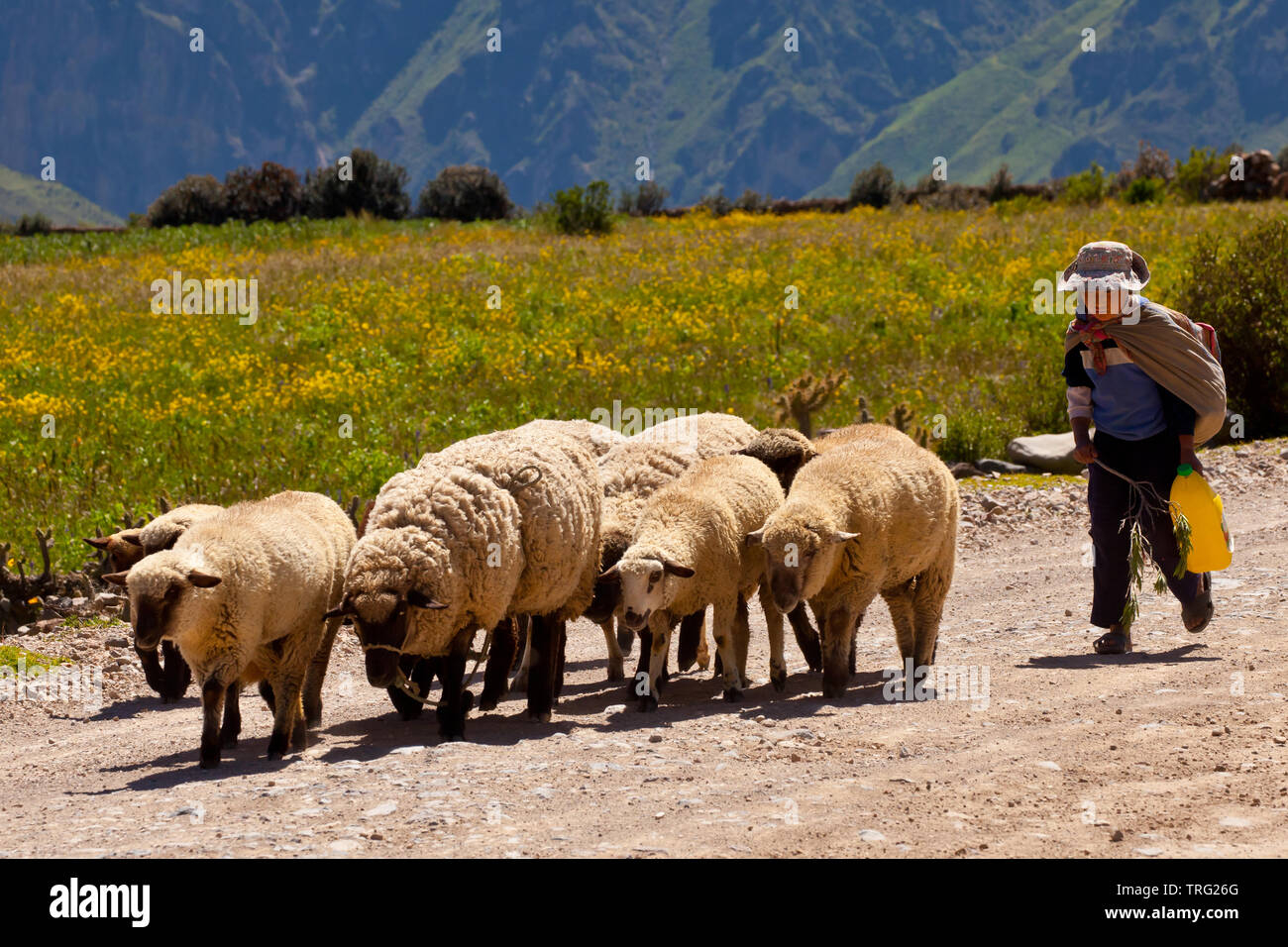 Sheppard and sheep hi-res stock photography and images - Alamy