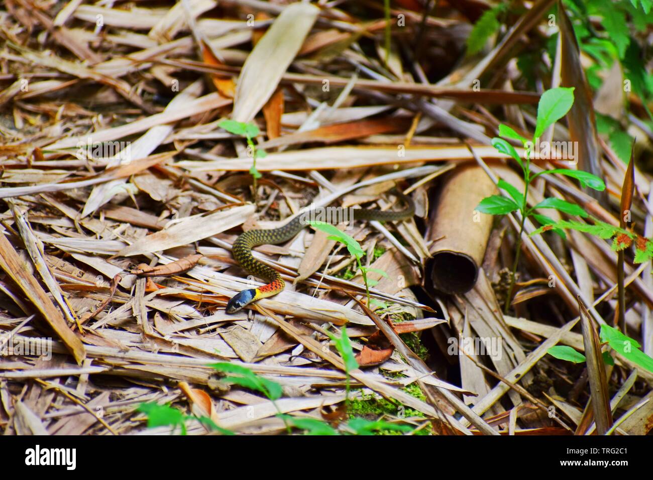 Small snake hi-res stock photography and images - Alamy