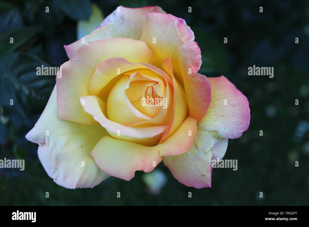 Light pink hybrid tea rose hi-res stock photography and images - Alamy