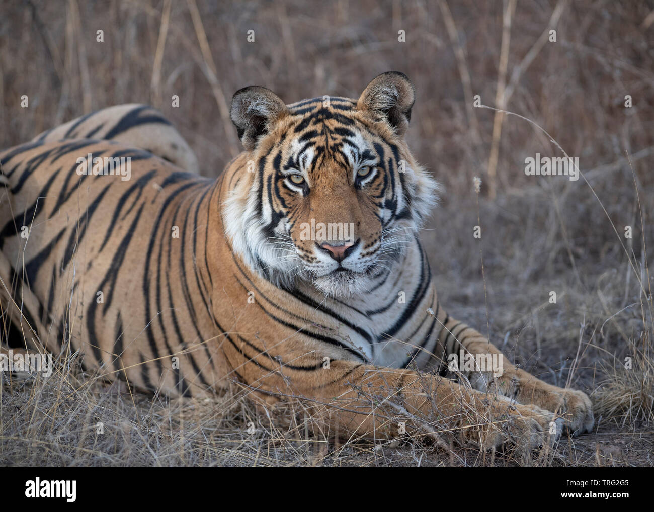 Tiger Jam High Resolution Stock Photography and Images - Alamy
