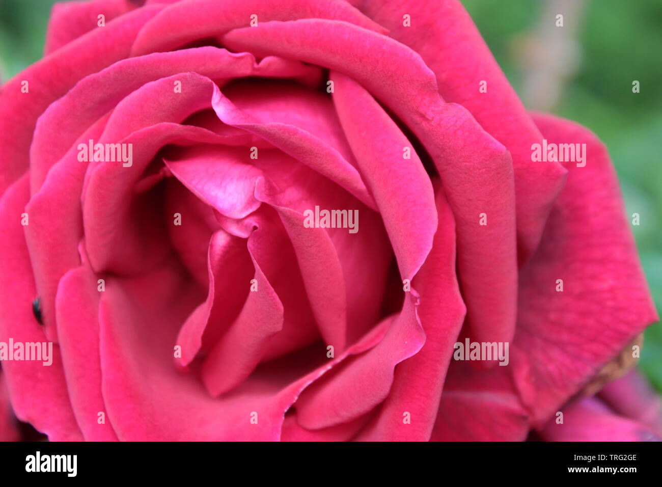 Beautiful blooming roses hi-res stock photography and images - Alamy