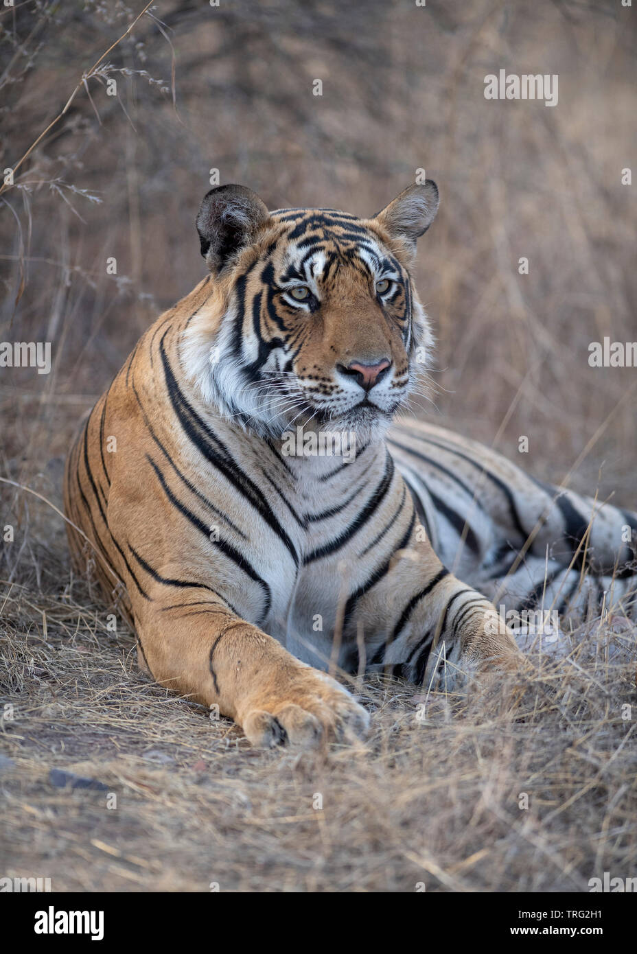 Tiger Jam High Resolution Stock Photography and Images - Alamy