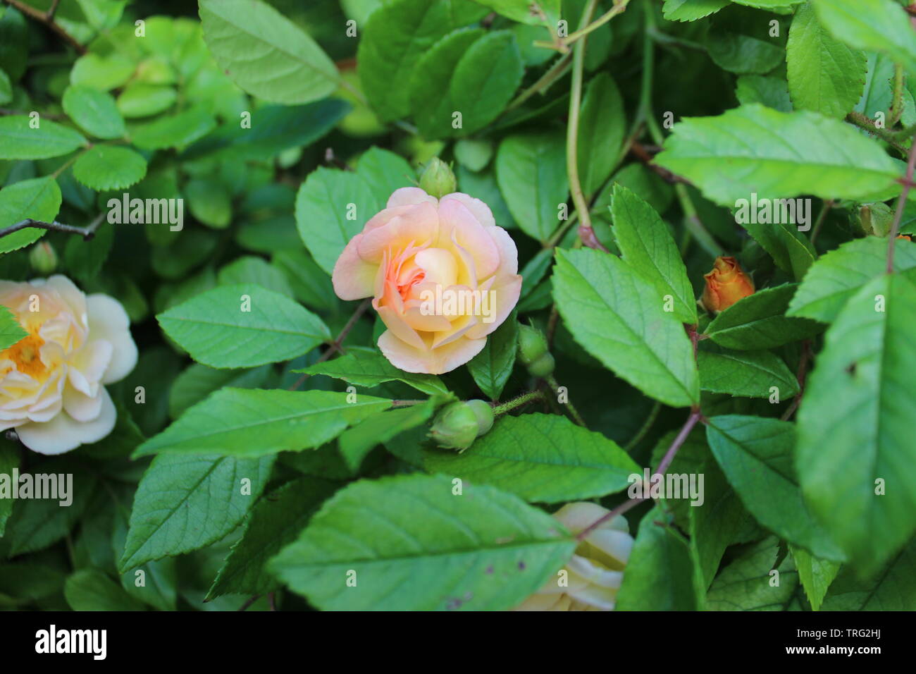 Soft roses hi-res stock photography and images - Alamy