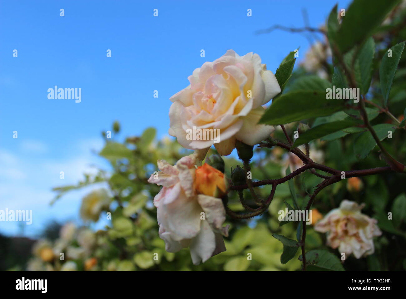 Blue roses close up hi-res stock photography and images - Alamy