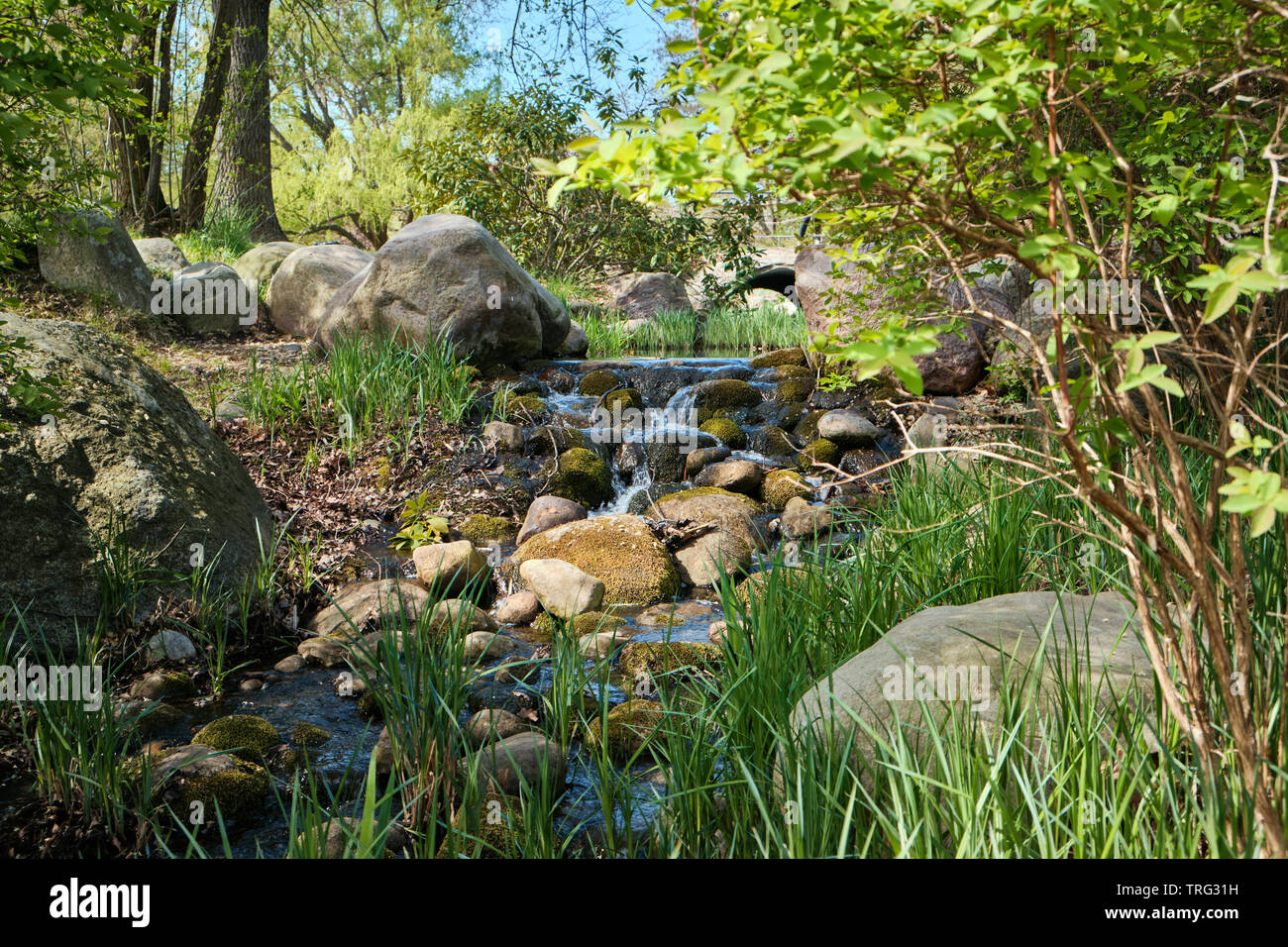 A brook running across stones and rocks in a park with bushes, small ...