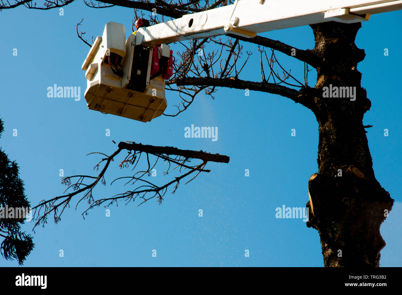 Tree Branch Felling High Resolution Stock Photography and Images - Alamy
