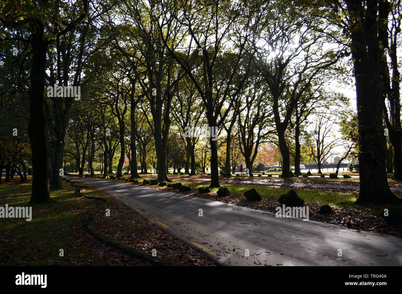 Tree-Lined Footpath at the Auckland Cornwall Park Stock Photo - Alamy