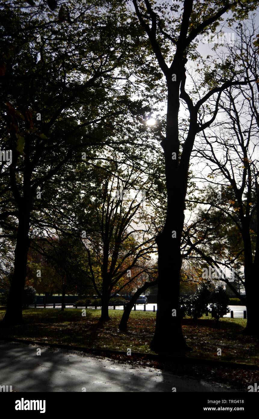 Outline of Trees at the Auckland Cornwall Park Stock Photo - Alamy