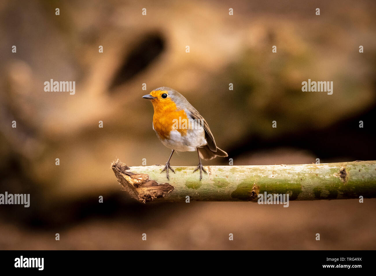 Robin on a perch Stock Photo - Alamy
