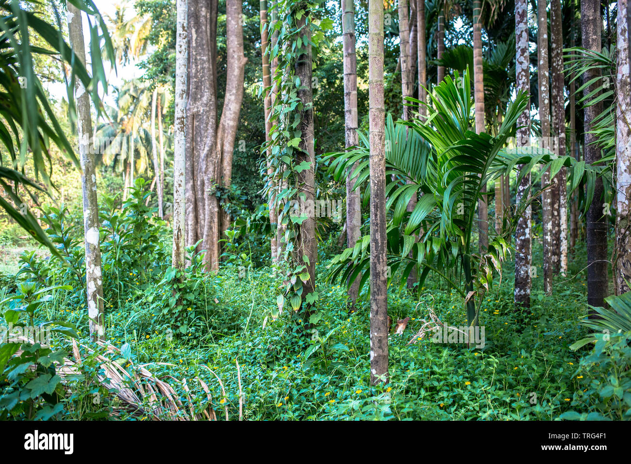 Beautiful tropical palm trees garden india hi-res stock photography and ...