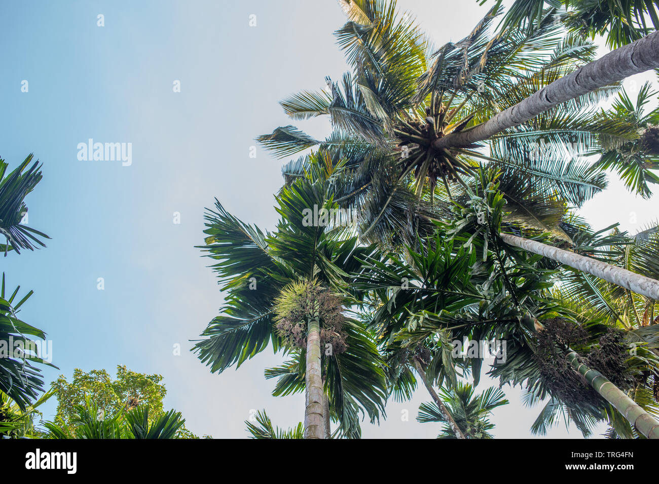 Beautiful tropical palm trees garden india hi-res stock photography and ...