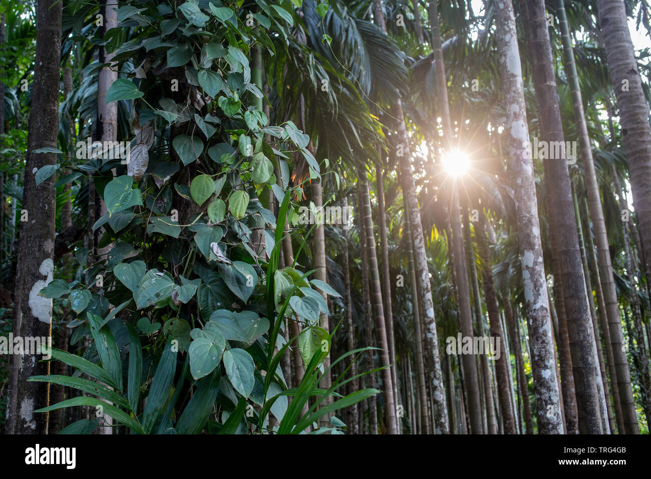 Beautiful tropical palm trees garden india hi-res stock photography and ...