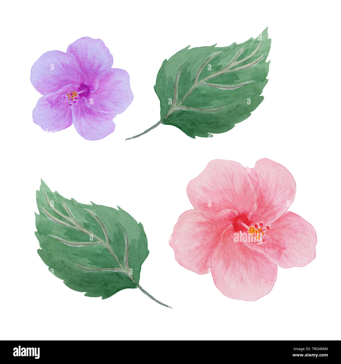 abstract watercolor hibiscus flowers end leaves isolated on white, hand ...