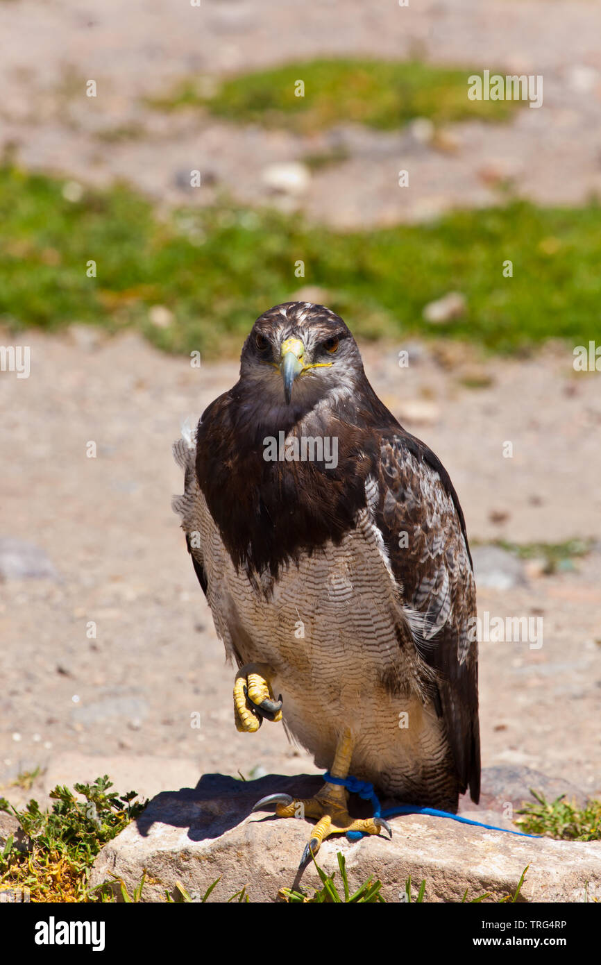 Condor in captivity Stock Photo - Alamy
