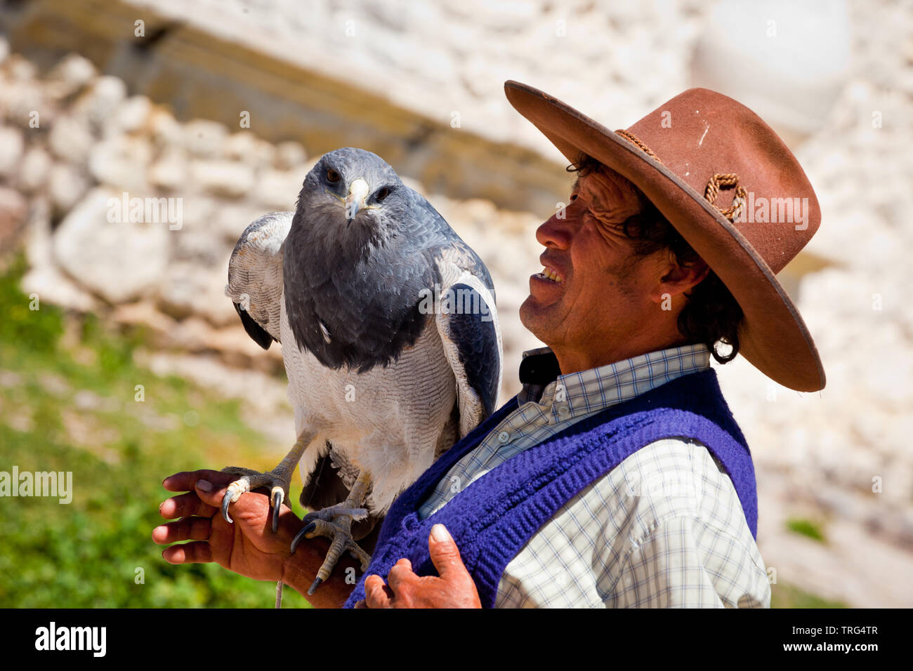 Condor in captivity Stock Photo - Alamy