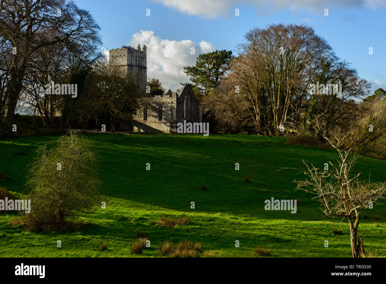 Abbey and cloister Ireland rear view to the Muckross Abbey ruins in ...