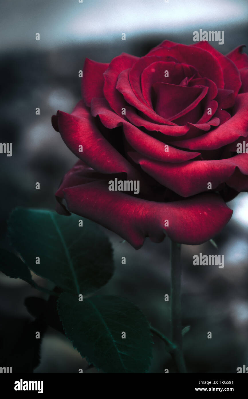 Blood red rose hi-res stock photography and images - Alamy