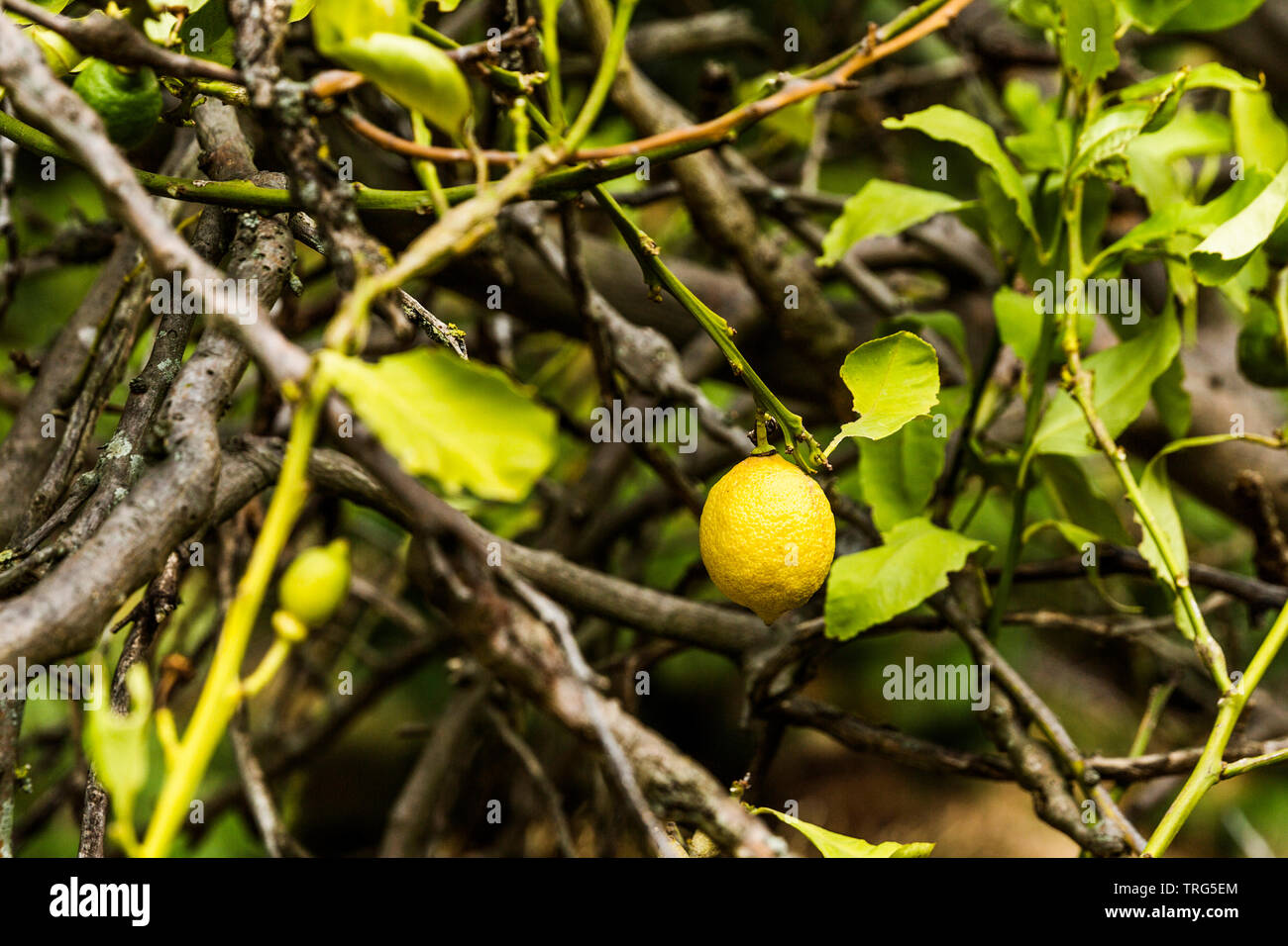 Wild Lemon Tree High Resolution Stock Photography and Images - Alamy