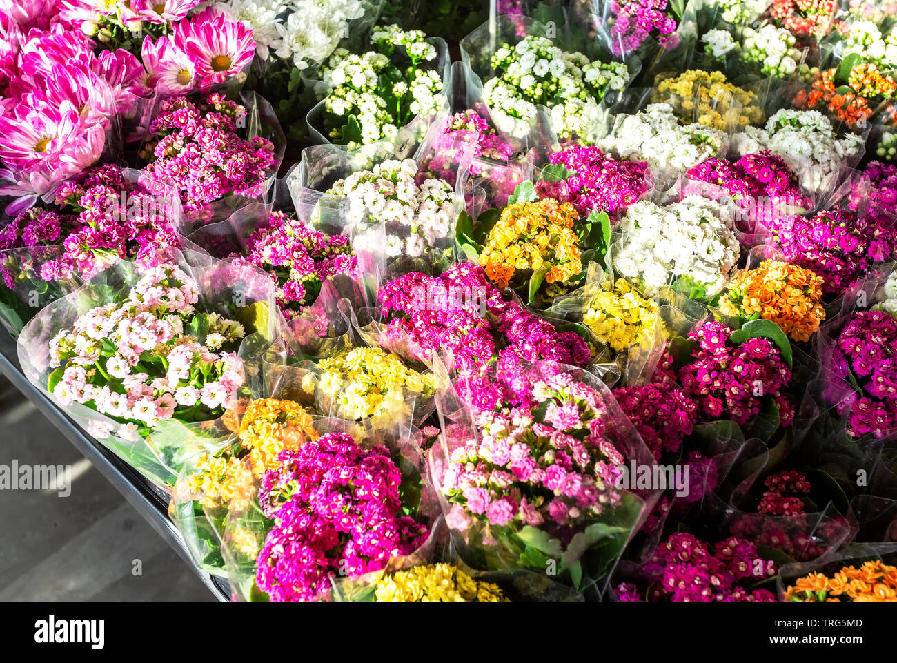 Beautiful colorful flowers in spring hi-res stock photography and ...