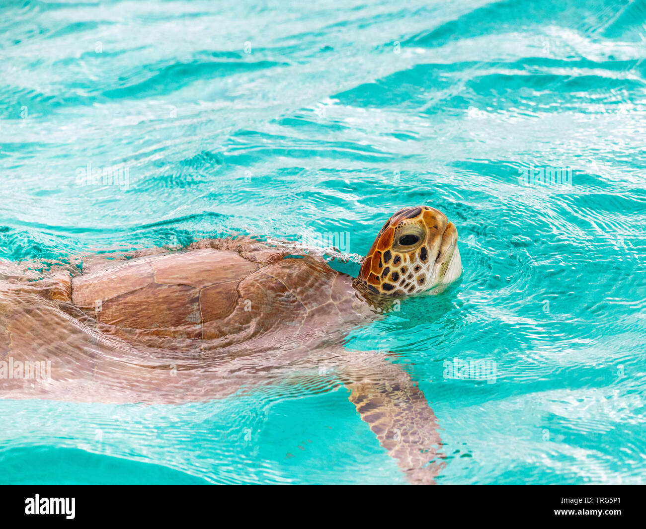 Tobago cays turtle hi-res stock photography and images - Alamy