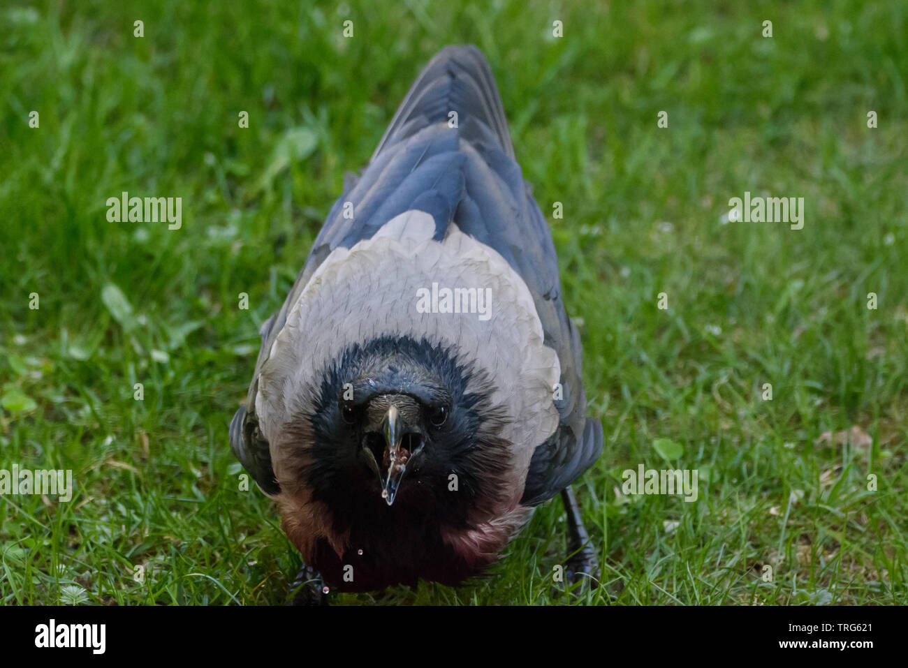 Grey crow drinks water hi-res stock photography and images - Alamy