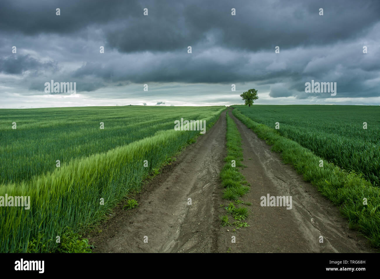 Straight dirt road through a green field of barley, tree and dark rainy ...