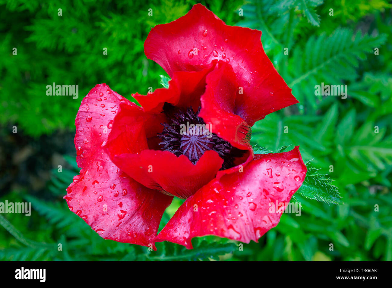 Red perennials in a british garden in summer hi-res stock photography ...