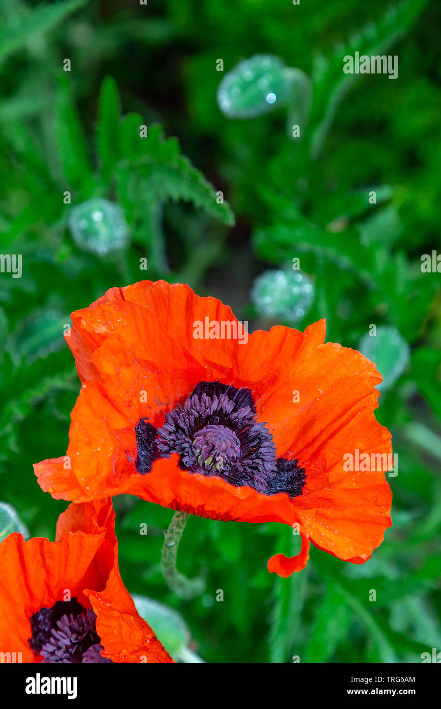Red perennials in a british garden in summer hi-res stock photography ...