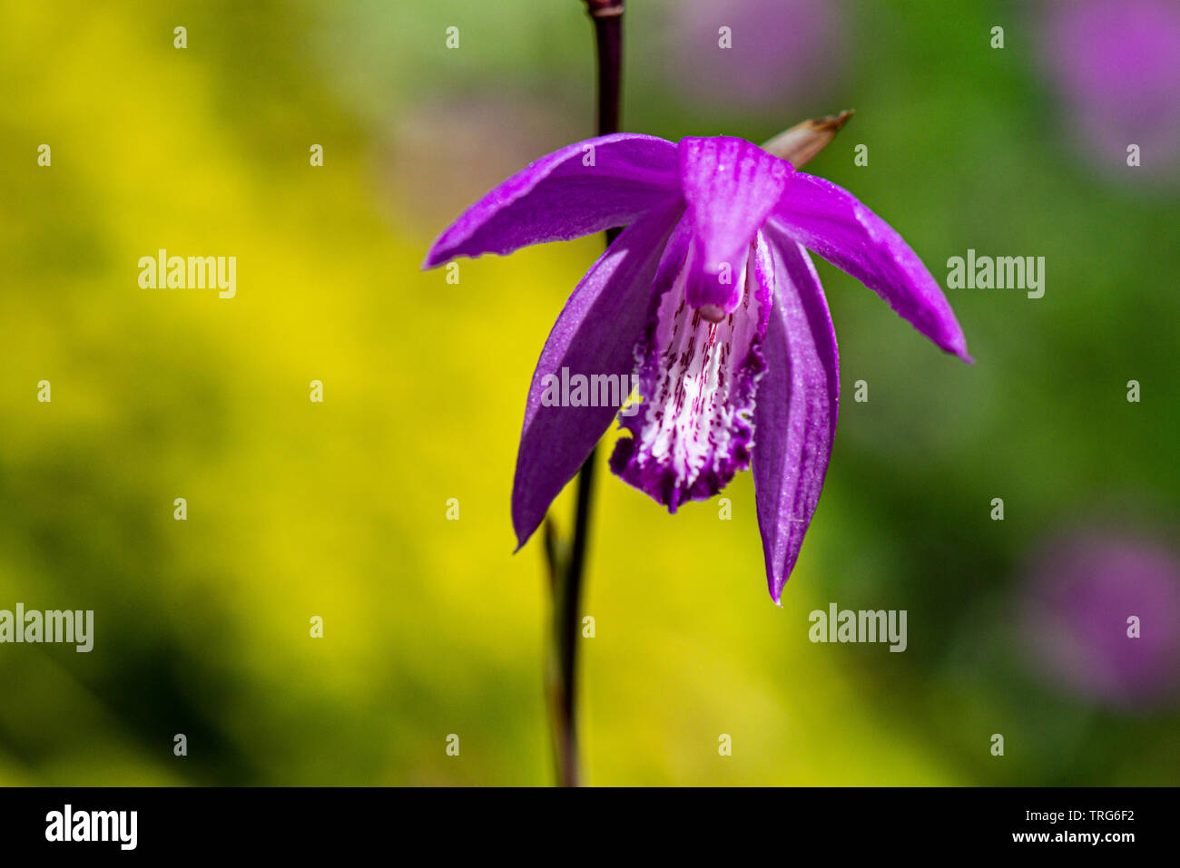 The flower of a hyacinth orchid (Bletilla striata Stock Photo - Alamy