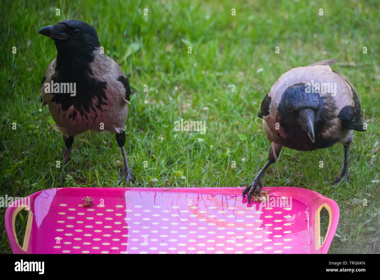 Birds eating meat hi-res stock photography and images - Alamy