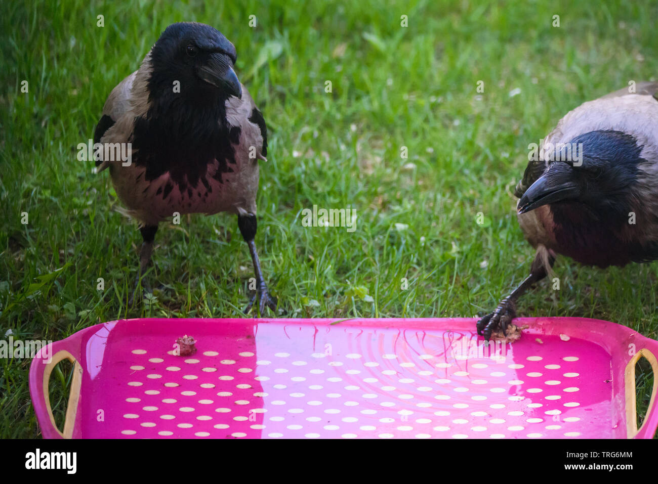 Two Hooded crow (Corvus cornix) birds with pieces of meat Stock Photo ...