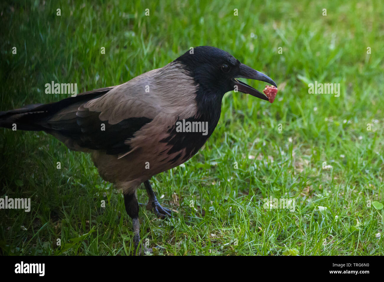 Hooded crow, Corvus cornix Stock Photo - Alamy