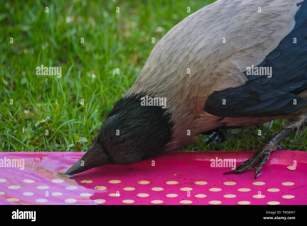Hooded crow (Corvus cornix) drinks water from red plastic plate in ...