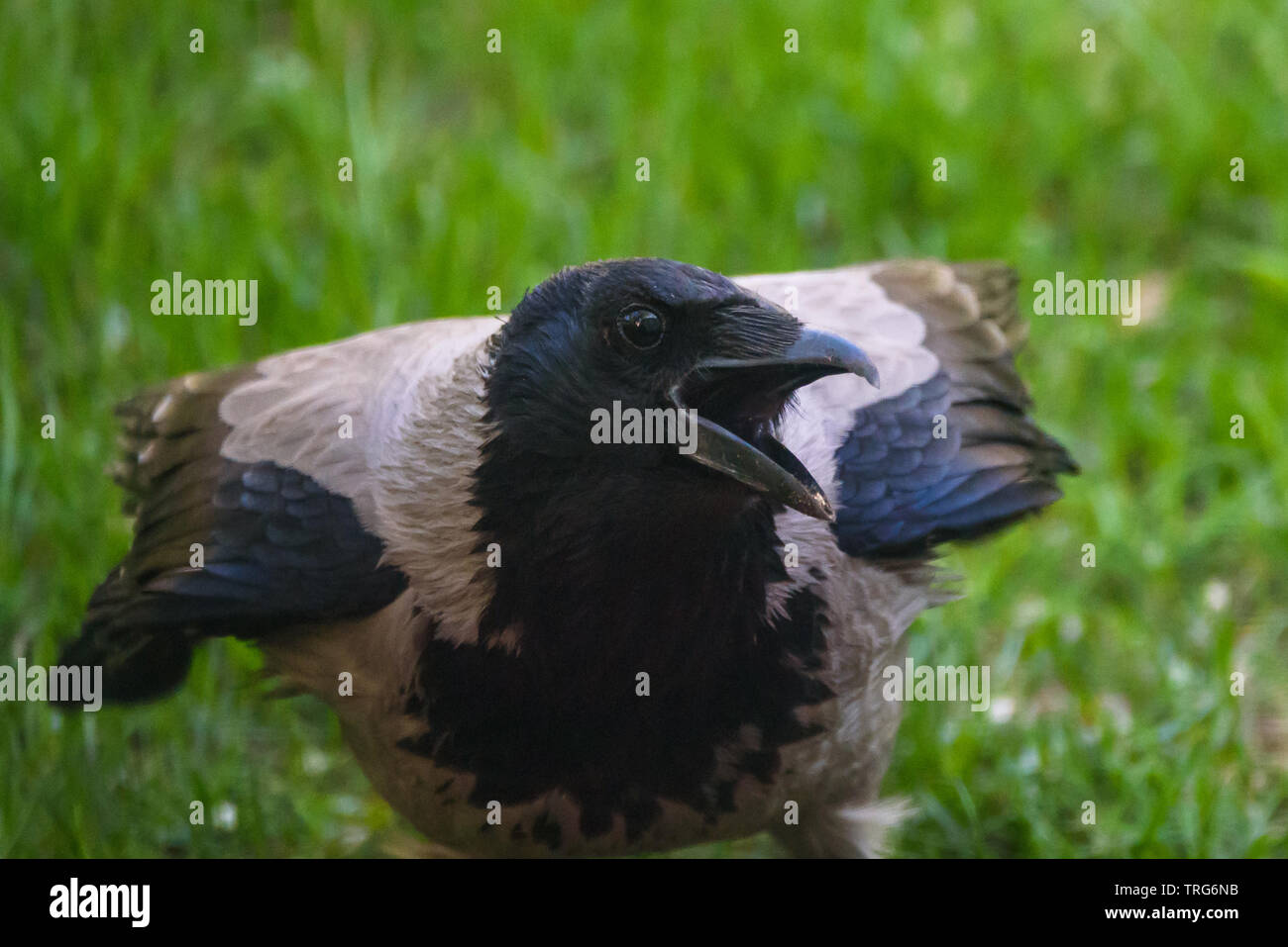 Hooded crow, Corvus cornix Stock Photo - Alamy