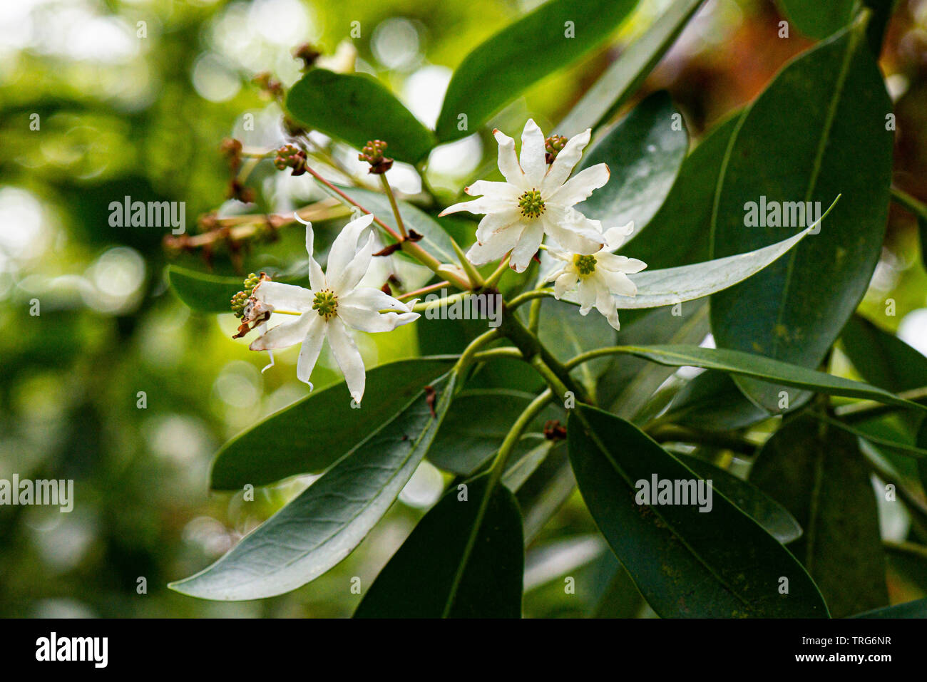 The flowers of a Winter's bark (Drimys winteri Stock Photo - Alamy