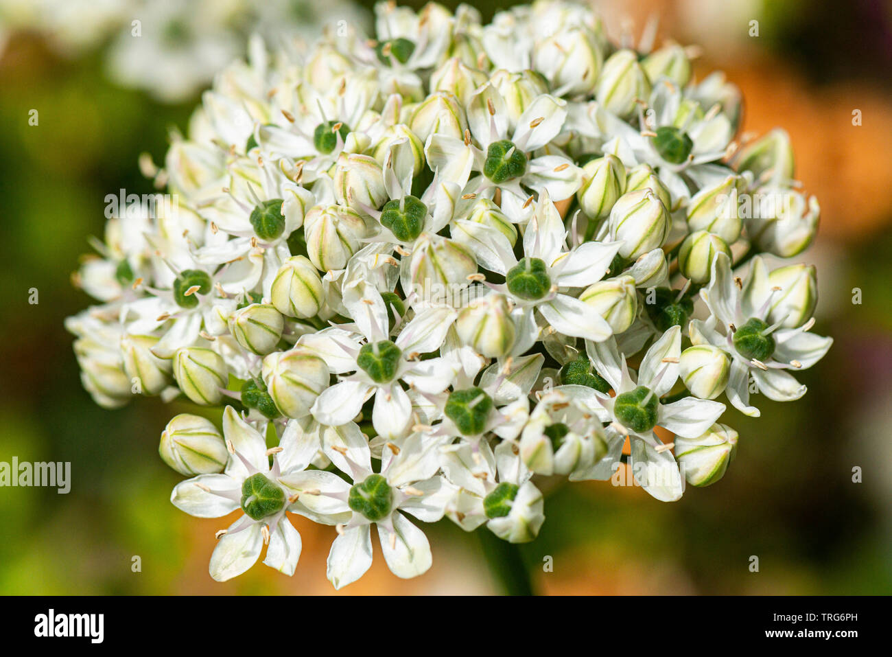 The flowerhead of a black garlic (Allium nigrum Stock Photo - Alamy